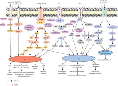 A Schematic Illustration Of The Relationship Between Macrophage