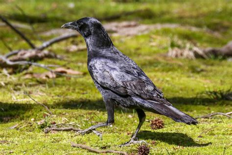 American Crow
