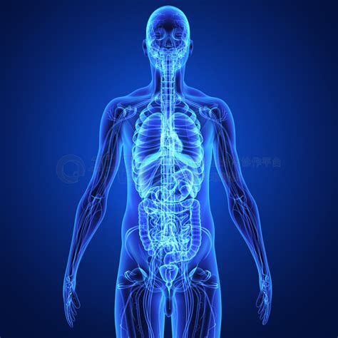 人体解剖模型图片免费下载 5043536268 千图网pro