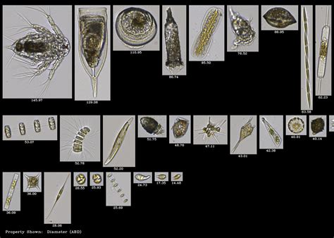 Marine Zooplankton Identification Guide