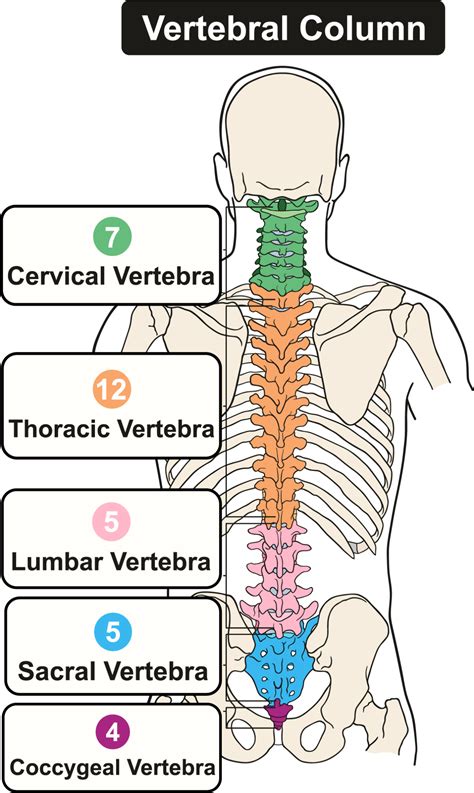 Lower Back Spine Structure At Nelson Shields Blog