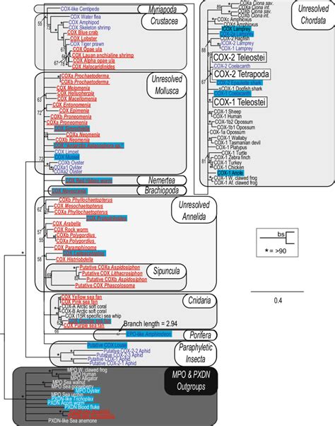 maximum likelihood ml phylogeny generated with raxml for all 148