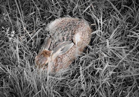 Premium Photo High Angle View Of Hare On Grass