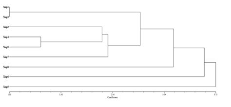 dendrogram obtained for the different strain of xap based on the