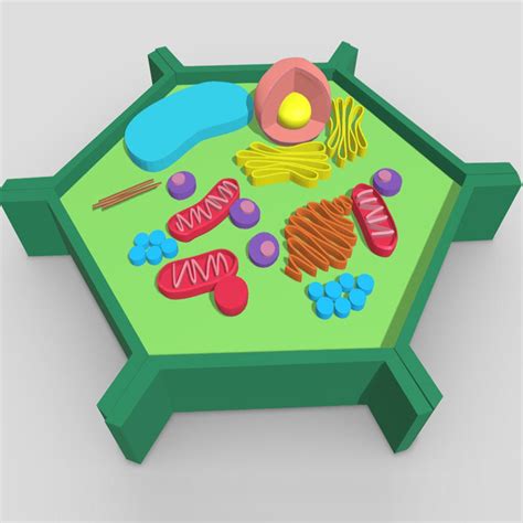 3d Plant Cell Model Turbosquid 2131328