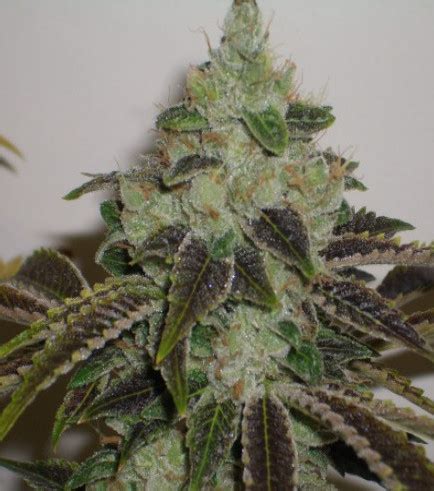 Jet Fuel Strain Information Cannaconnection Com Strain Information