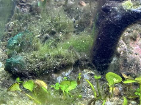 Common Types Of Algae In Aquariums Petes Aquatics