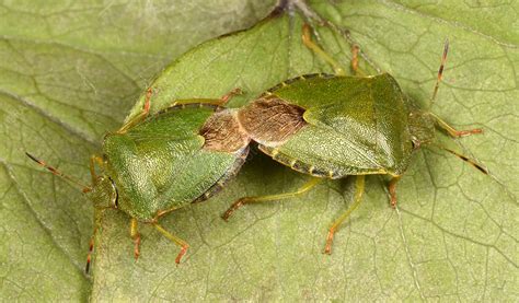 Green Shield Bugs Mating Stock Image C0259934 Science Photo Library
