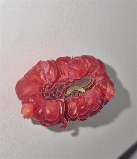 What Insect Is This Inside Raspberry R Insect