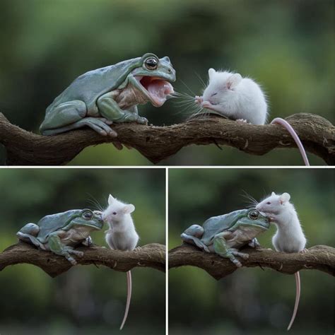 Adorable Tree Frog With Mouth Open