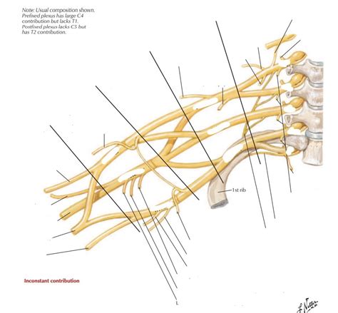 Brachial Plexus Diagram Quizlet