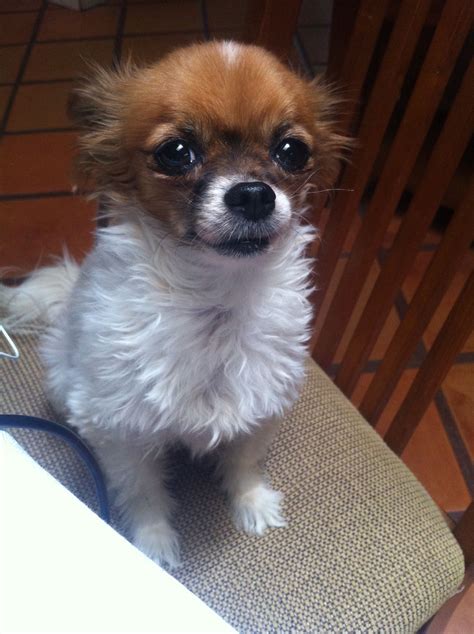 Chihuahua Papillon Mix Puppies