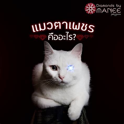 แมวตาเพชร จะมีสีขาวปลอด ⚪ ที่มีสีตาสองข้างไม่เหมือนกัน เป็นไปได้ทั้ง ฟ้า เหลือง เขียว และขาว สี