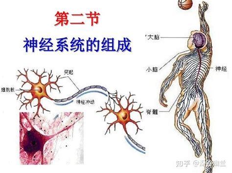 神经系统 知乎