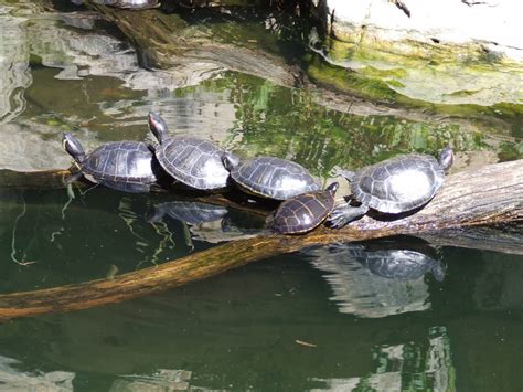 Hibernating Turtles