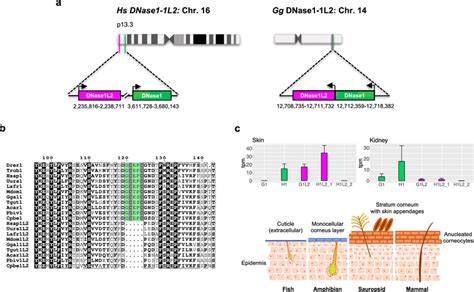 Origin Of Dnase1l2 By Tandem Duplication In Terrestrial Vertebrates Download Scientific