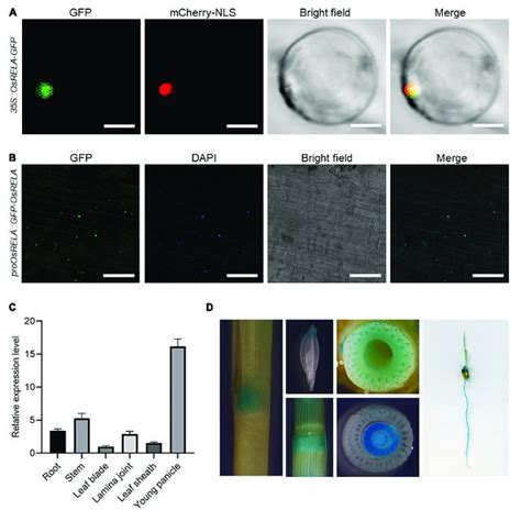 Subcellular Localization And Tissue Expression Patterns Of Osrela