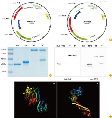 Tetanus Toxin Fragment C Fused To Flagellin Makes A Potent Mucosal Vaccine