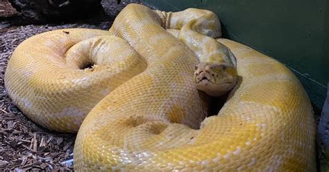 A 12 Foot Burmese Python Missing From A Louisiana Mall Aquarium Has