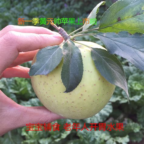 新鲜水果东北苹果黄元帅黄金元帅宝宝辅食水果孕妇水果10包邮虎窝淘