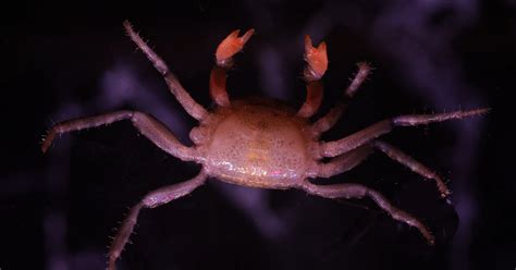 How To Sex Vampire Crabs Identifying Male And Female Vampire Crabs — Indoor Ecosystem