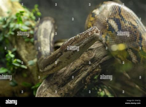 Reticulated Python Malayopython Reticulatus Snake Sometimes Known As