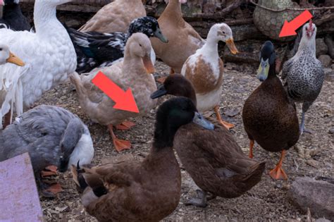 Sexing Ducks Dreaming Of A Chance Bird Sanctuary