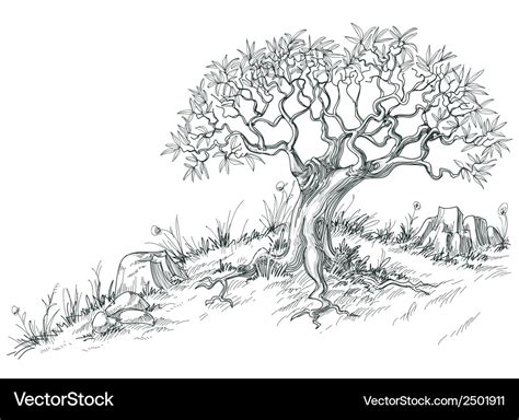Olive Tree Drawing
