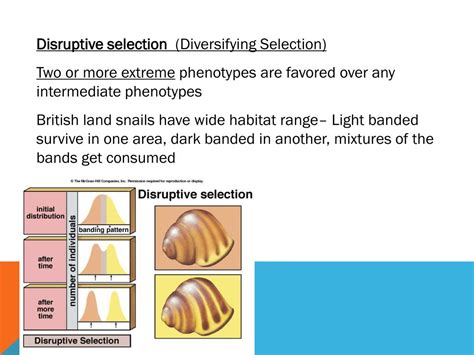 Ppt Types Of Selection Powerpoint Presentation Free Download Id 2031556