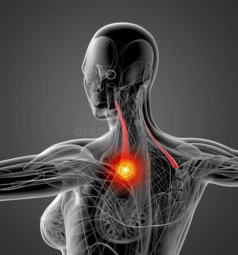 Medical Illustration Of The Levator Scapulae Stock Illustration Illustration Of Biology Ribs