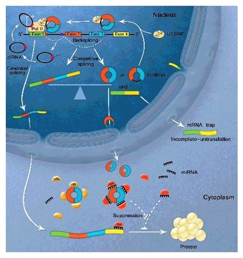 The Emerging Landscape Of Circular Rna In Life Processes Pmc