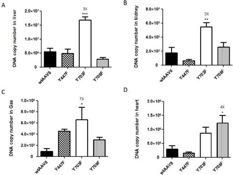 analysis of viral genome dna copy numbers in selected tissues after in