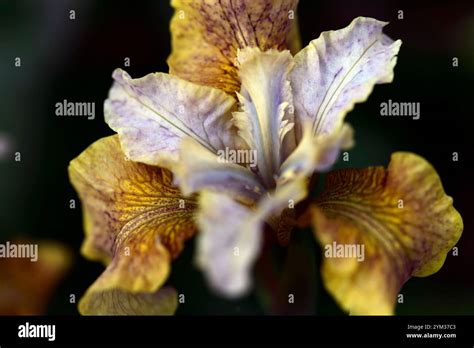Iris Colonel Mustardsiberian Iris Colonel Mustardburnished Bronze