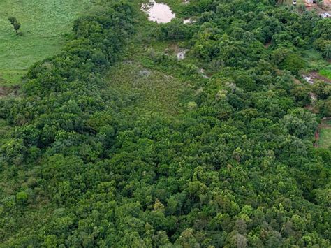 Premium Photo Stream Riparian Forest