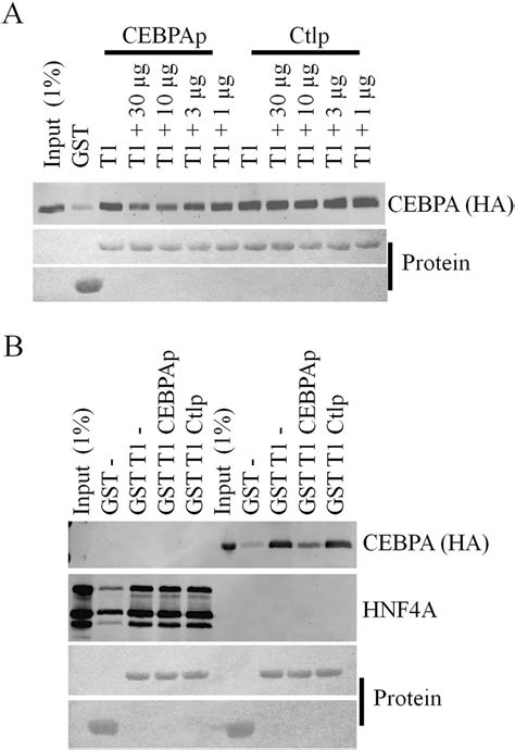 A Cebpa Derived Peptide Interferes With Cebpa Binding But Not Hnf4a