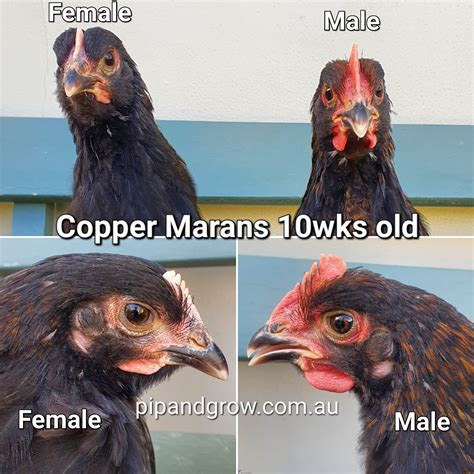 Copper Marans Sexing Tips Pip And Grow
