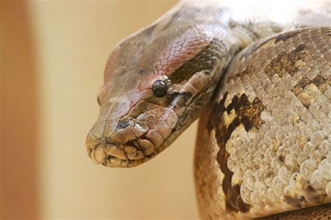 Closeup Image Of Head Of Coiled Indian Python Showing Nostrils And Pit