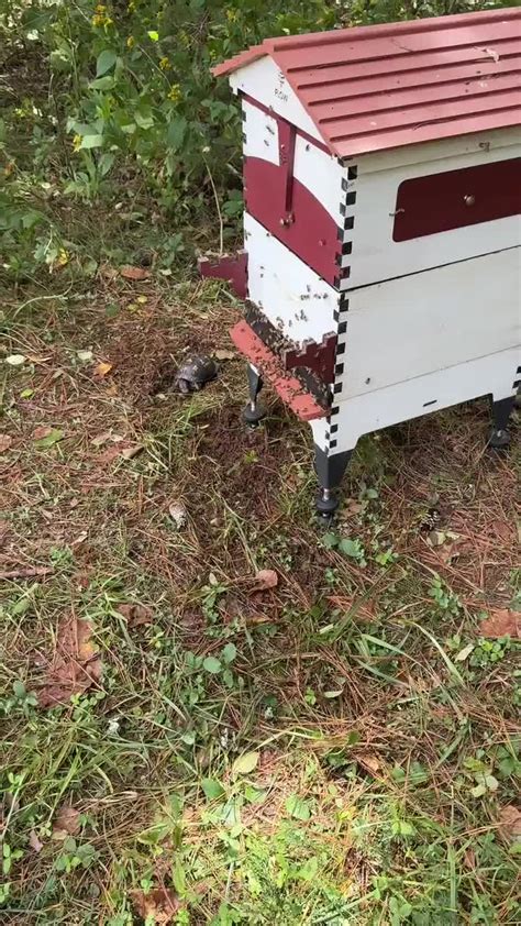 Turtle Devours Worms Underneath A Beehive Album On Imgur