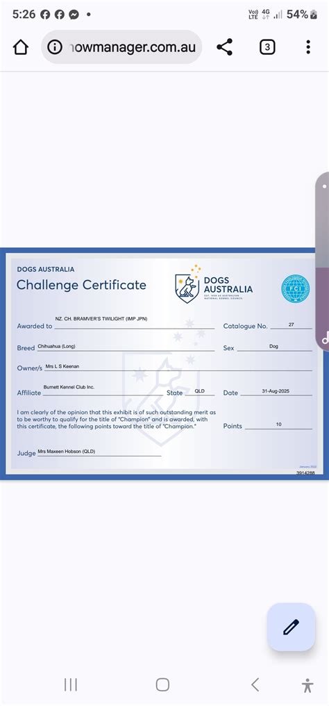 Incasunrise Chihuahuas