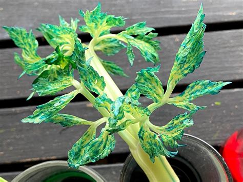 How Celery Can Demonstrates Capillary Action