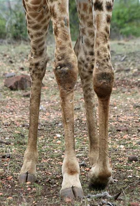 Giraffe Legs African Wild Giraffe Standing In Grass Field Giraffe