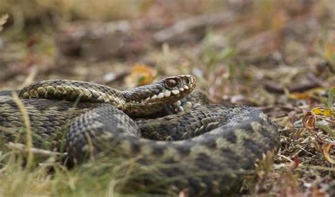 Adder Stock Photos Images And Backgrounds For Free Download