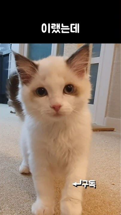 이랬는데 요래됐슴당 Youtube