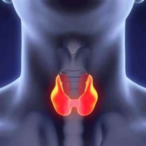 Nose Paranasal Sinus And Anterior Skull Base Sanhos