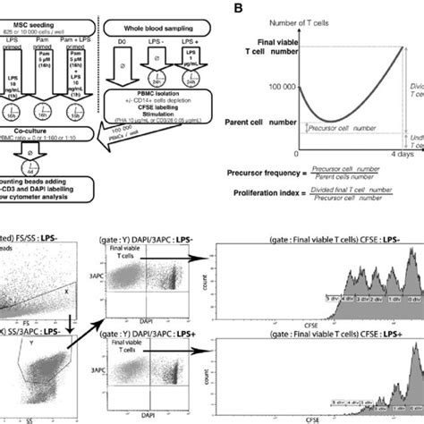 experimental design a experimental protocol b schematic