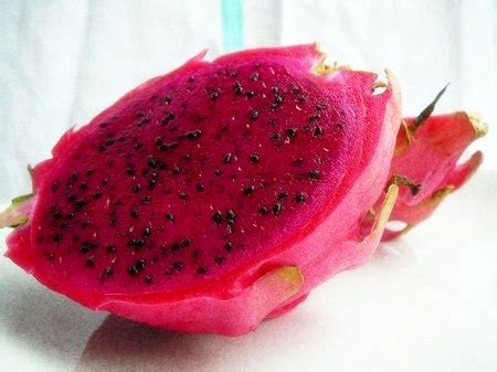Stars Socal Succulents And Cactus Dragon Fruit Aka Pitahaya Or Hylocereus