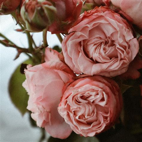 캐스키드슨 잘 익은 모과와 야생 장미가 어우러진 달콤하고 매혹적인 향기 오래 지속되는 향기와 강한 보습력을 느껴보세요 캐스키드슨 핸드크림 트리오 와일드로즈and퀸스