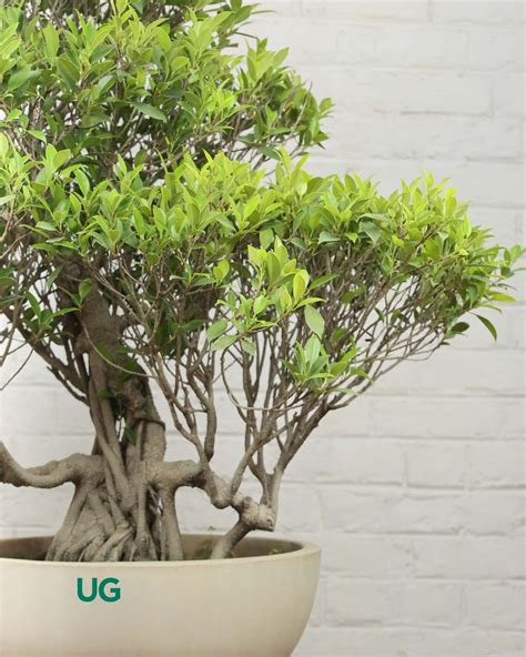 Ficus Nuda Bonsai Unlimitedgreens