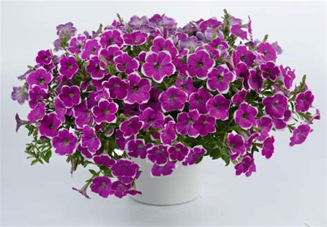 Лучшие сорта петунии – фото с названиями, отзывы