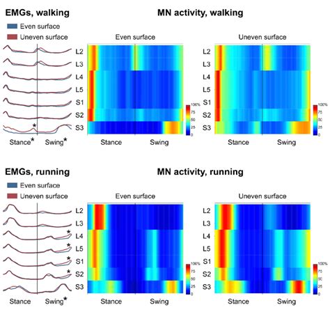 The Average Spatiotemporal Spinal Motor Outputs Are Presented For Even Download Scientific